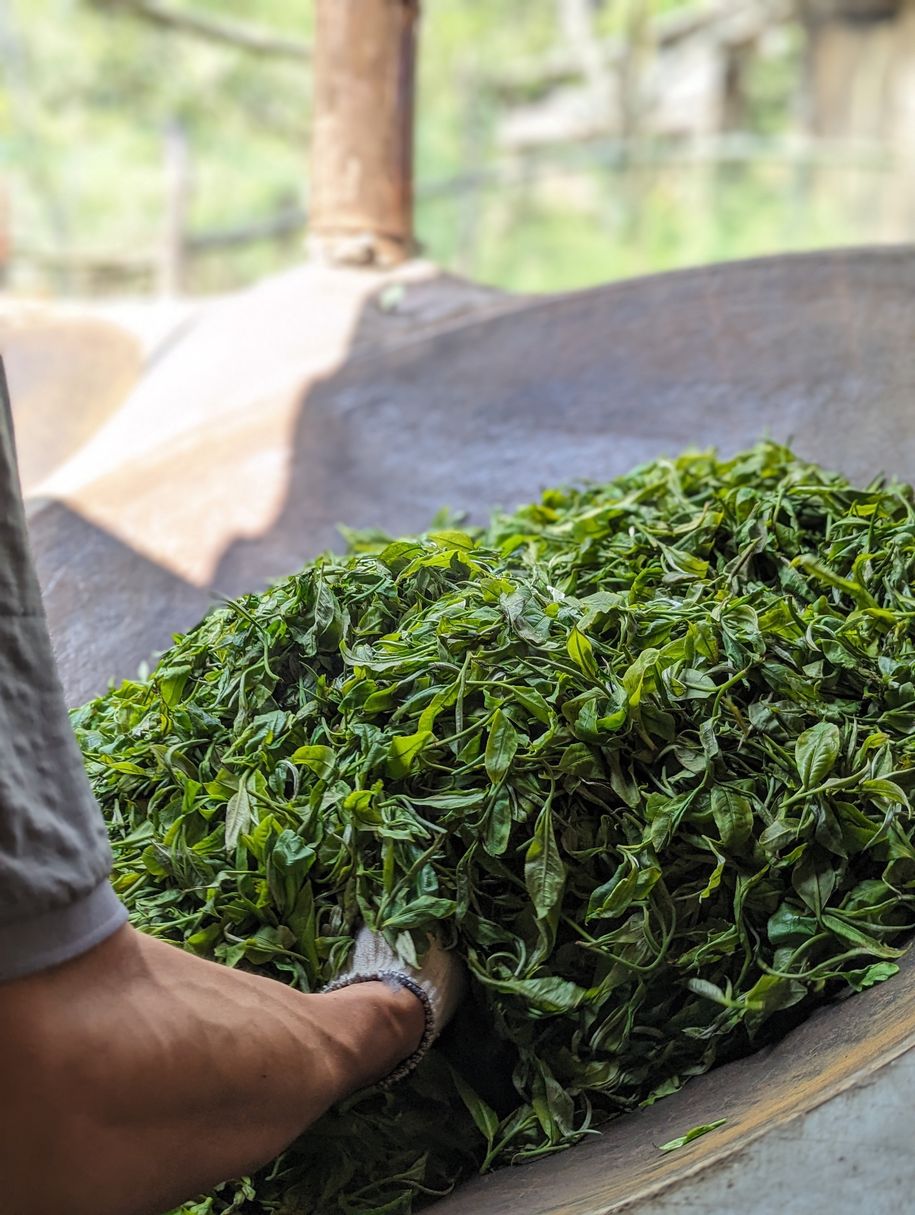 An Introduction to Vietnamese Tea: A Guided Tasting Class – Anna Ye Tea ...